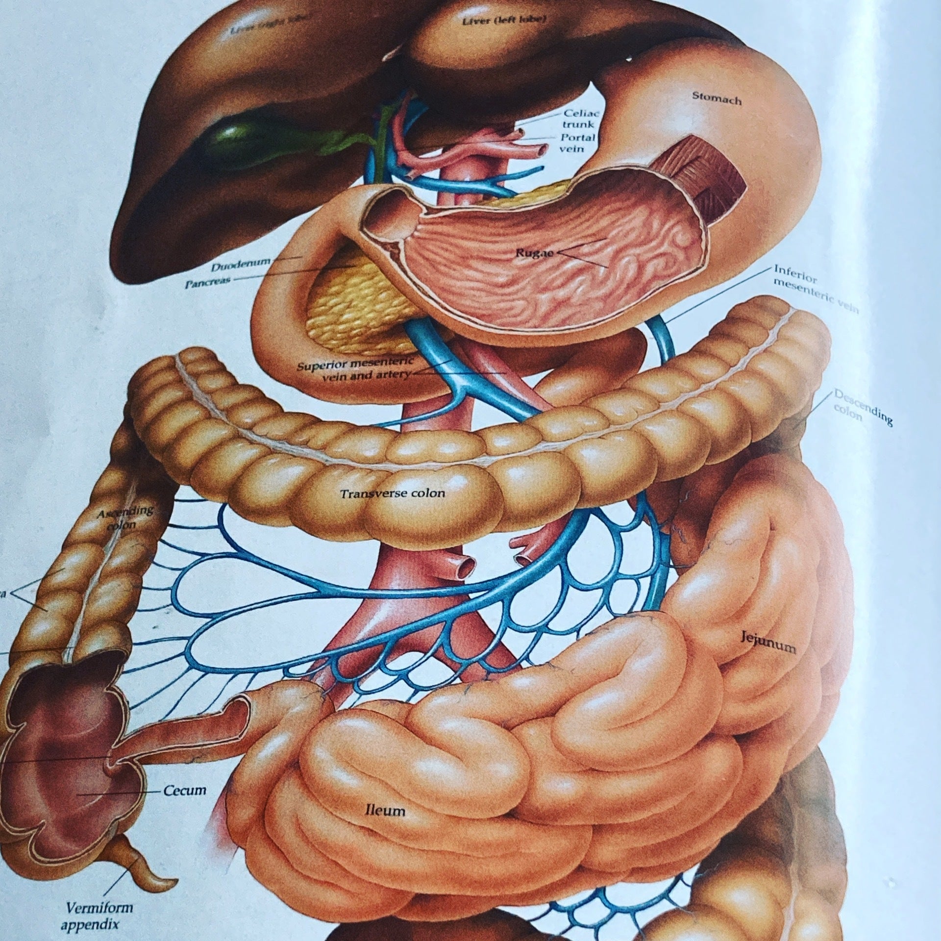 Constipation 💩 Protocol | THE HEALTH PLANT